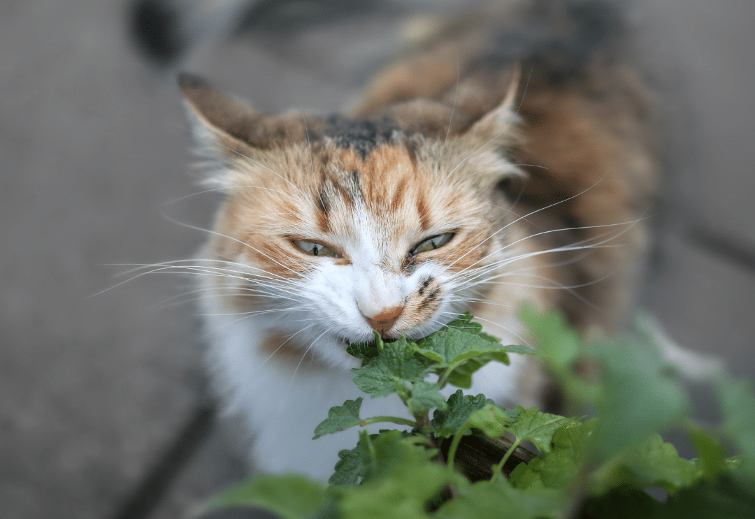 The Benefits of Growing Catnip in Your Garden - West Park Animal Hospital