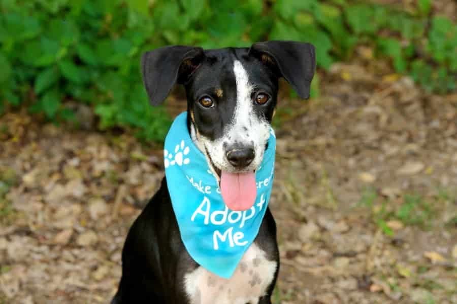 Pet Adoption in Cleveland, OH – West Park Animal Hospital